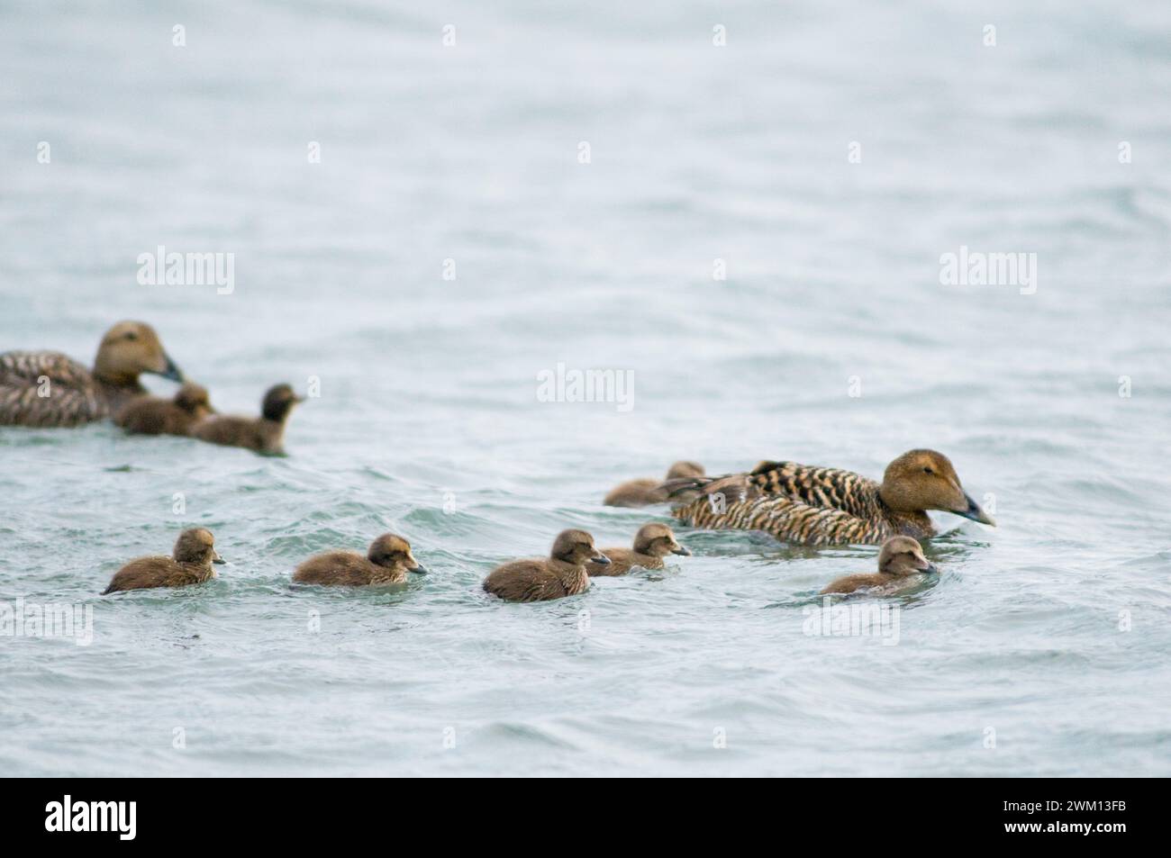 Group of common eider ducks Somateria mollissima mother and newborn ...