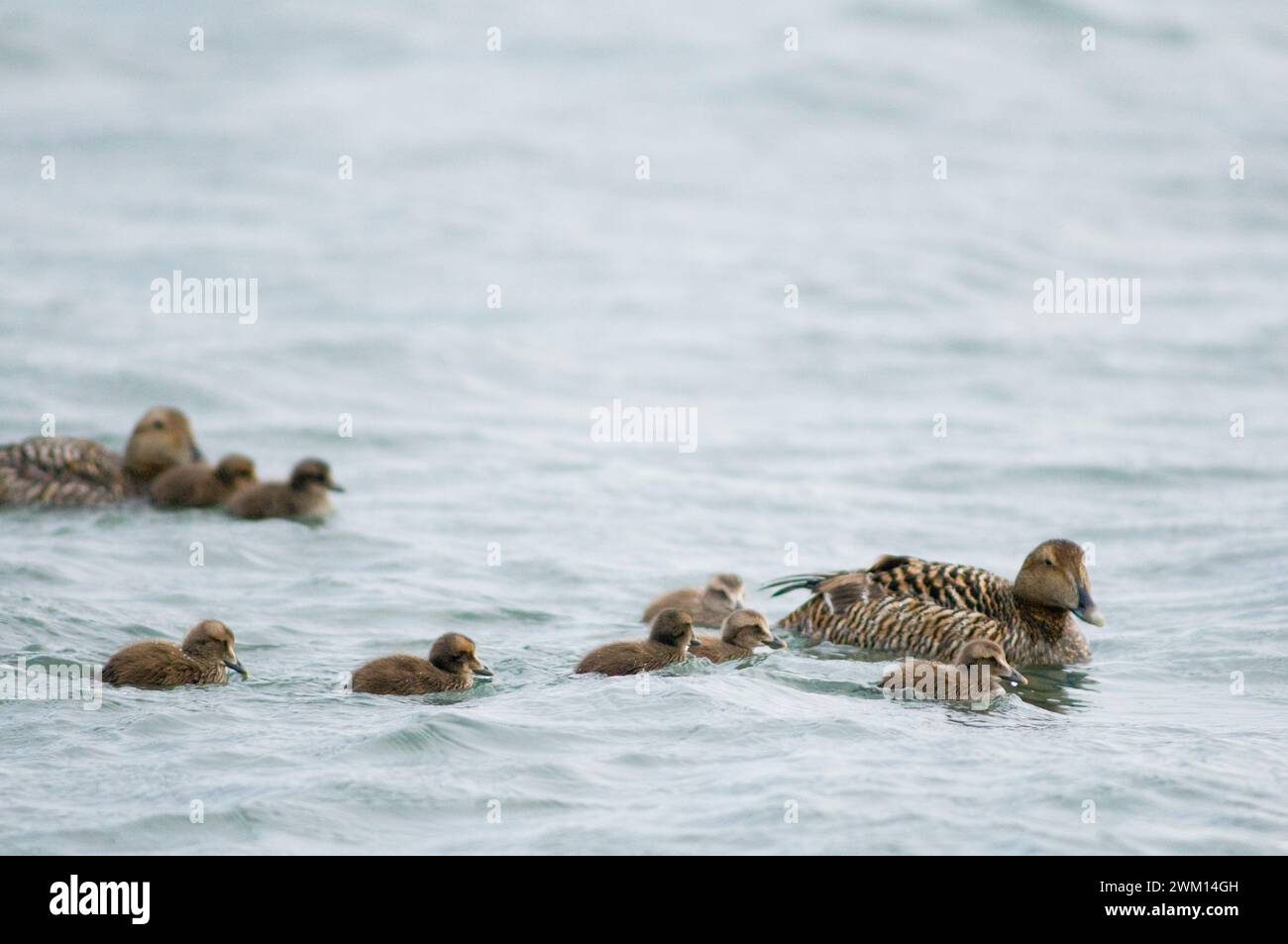 Group of common eider ducks Somateria mollissima mother and newborn ...