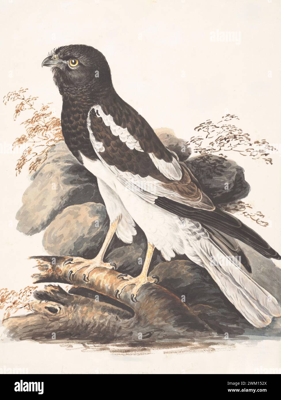 Pied harrier (Circus melanoleucos) by Gwillim Elizabeth in 1801 Stock ...