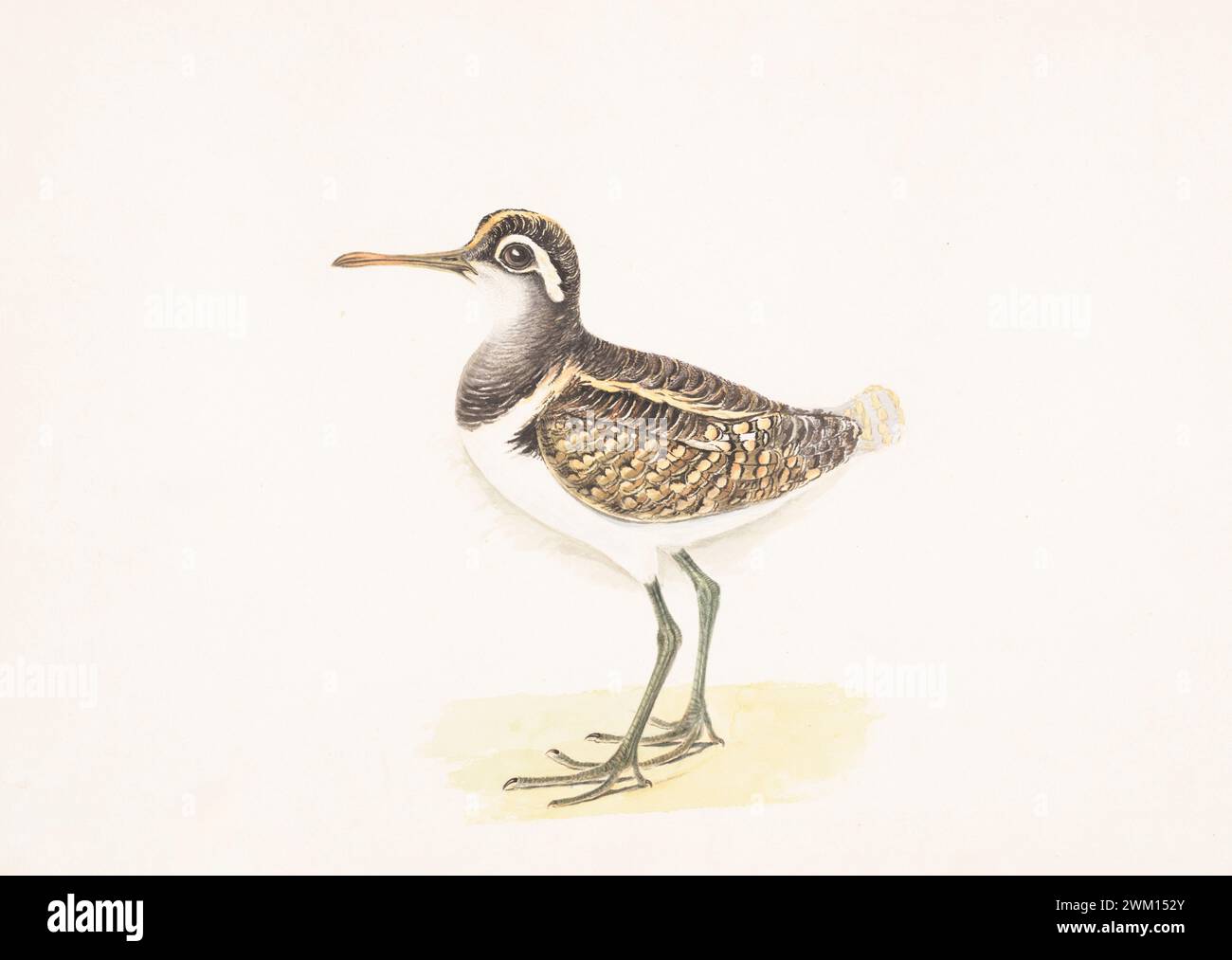 Greater Painted Snipe (Rostratula benghalensis) by Gwillim Elizabeth in ...