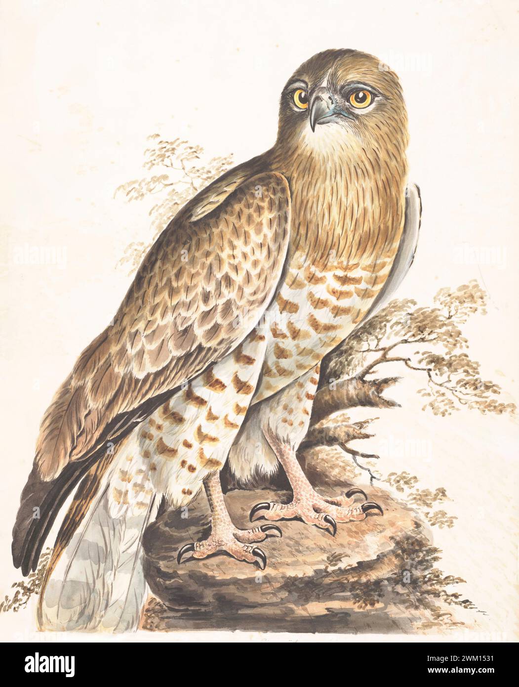 Short-toed snake eagle (Circaetus gallicus) by Gwillim Elizabeth in ...