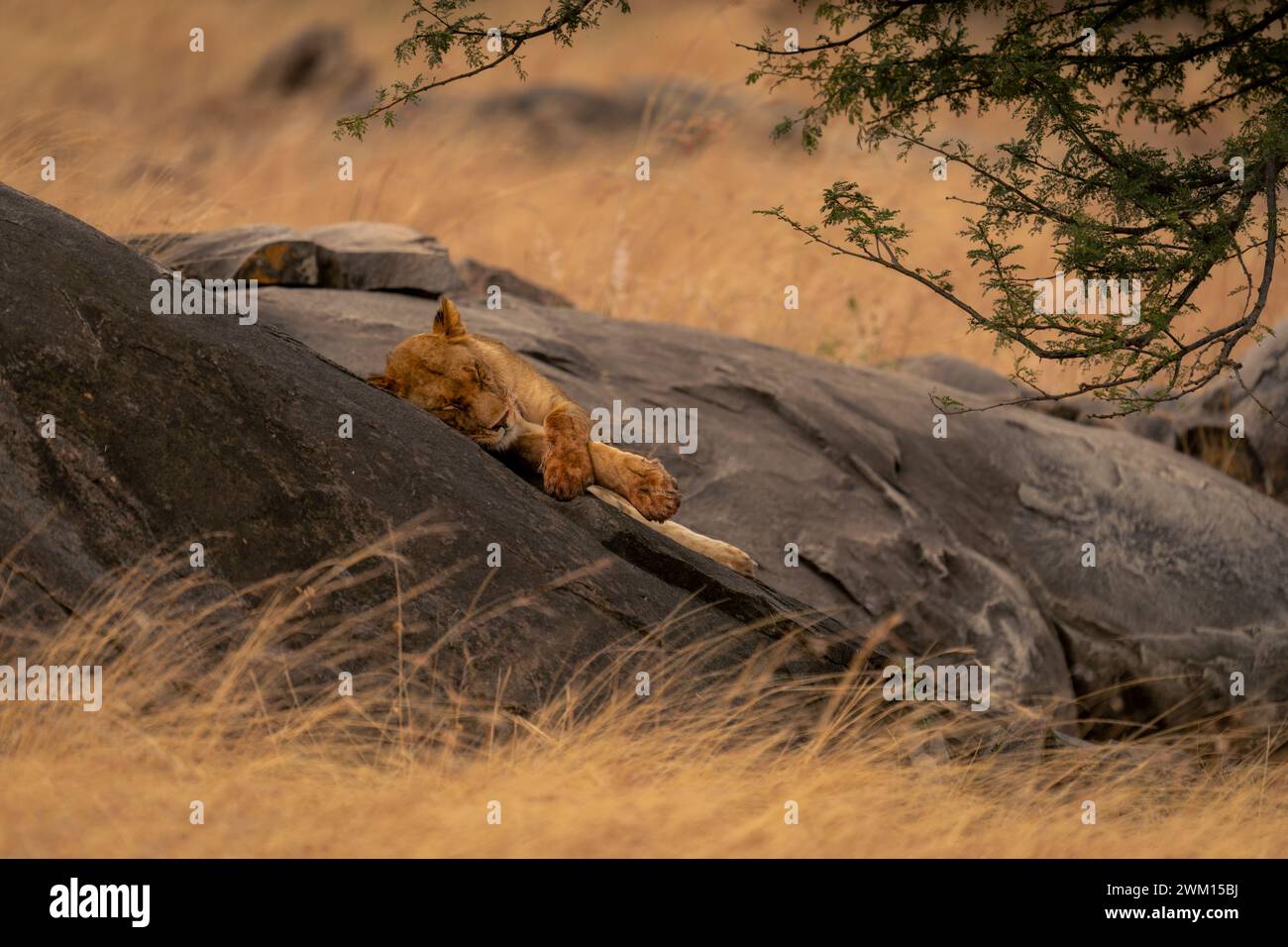 Lion sleeping under tree hi-res stock photography and images - Alamy
