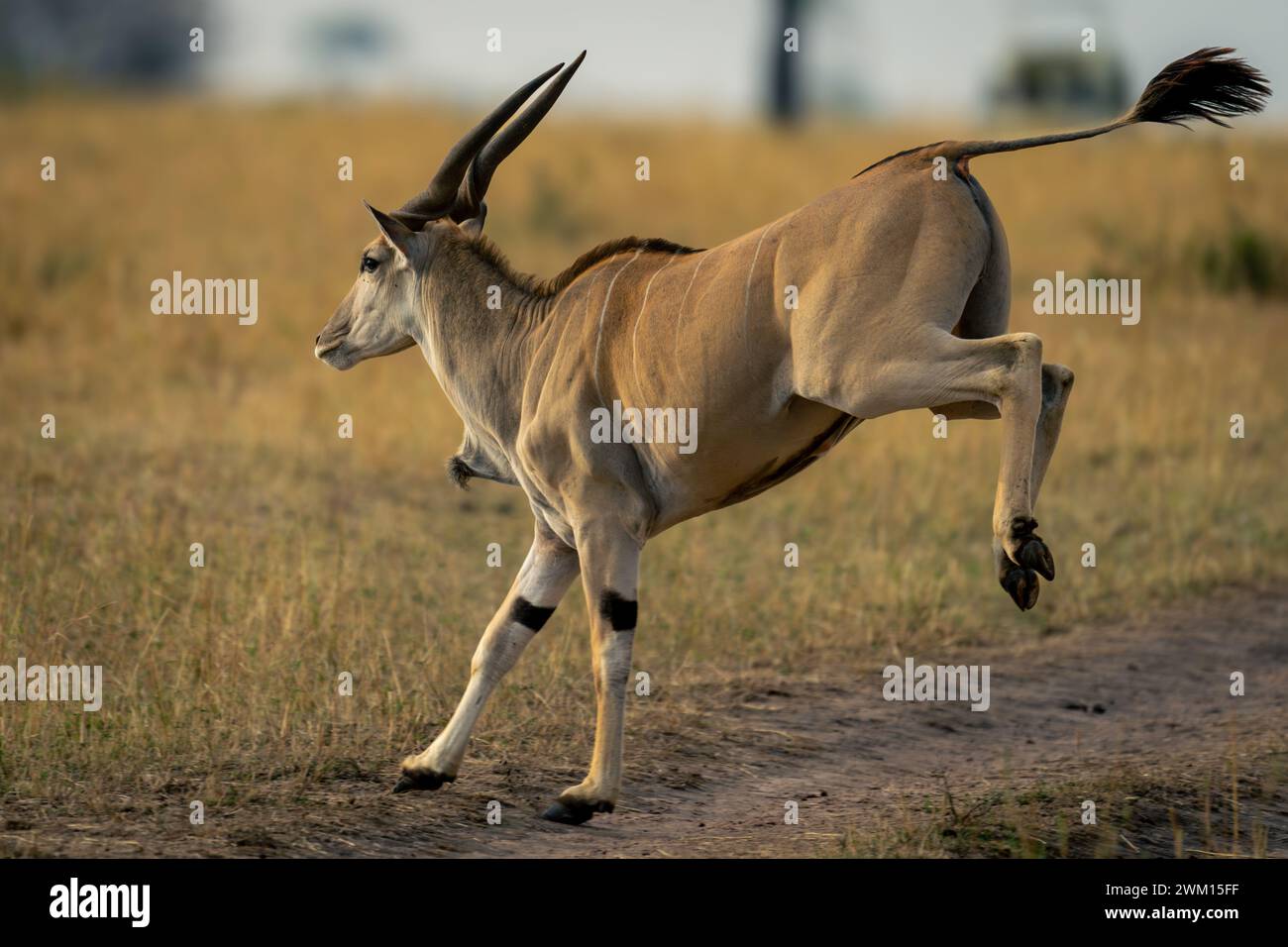 Oryx track hi-res stock photography and images - Alamy