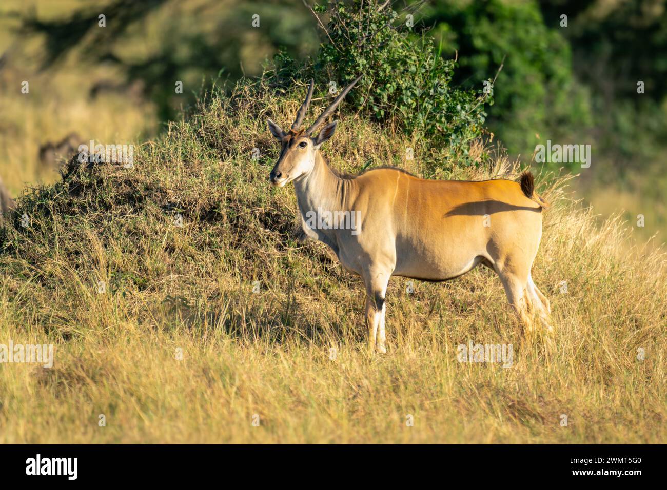 Male common eland stands by termite mound Stock Photo - Alamy