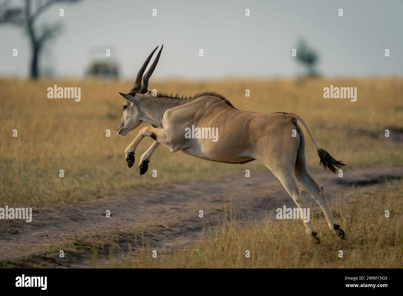 Male common eland leaps across dirt track Stock Photo - Alamy