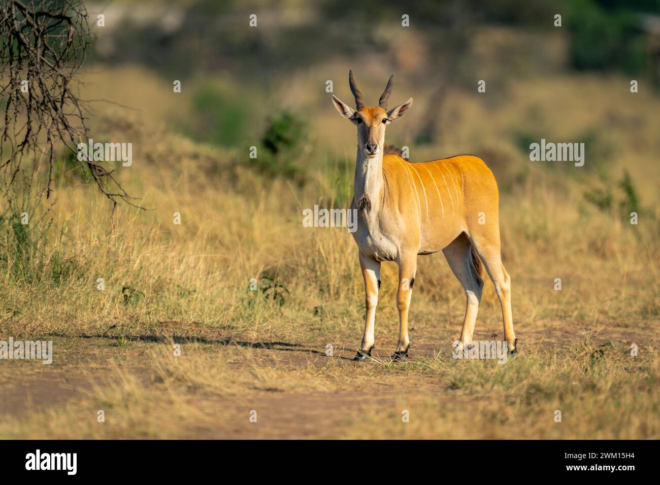 Oryx track hi-res stock photography and images - Alamy