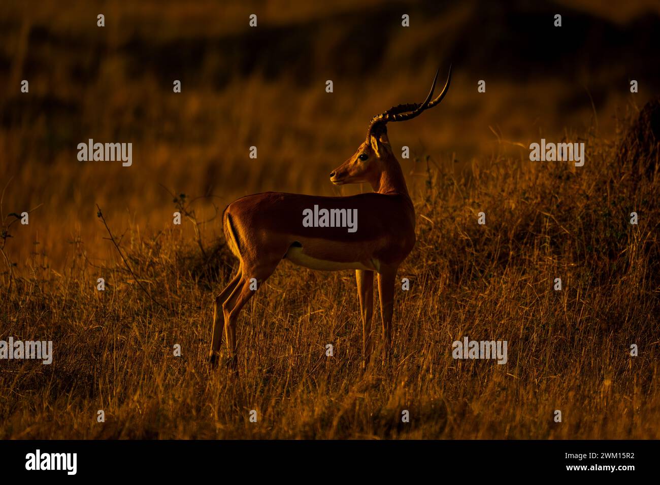 Male common impala standing looking over shoulder Stock Photo - Alamy