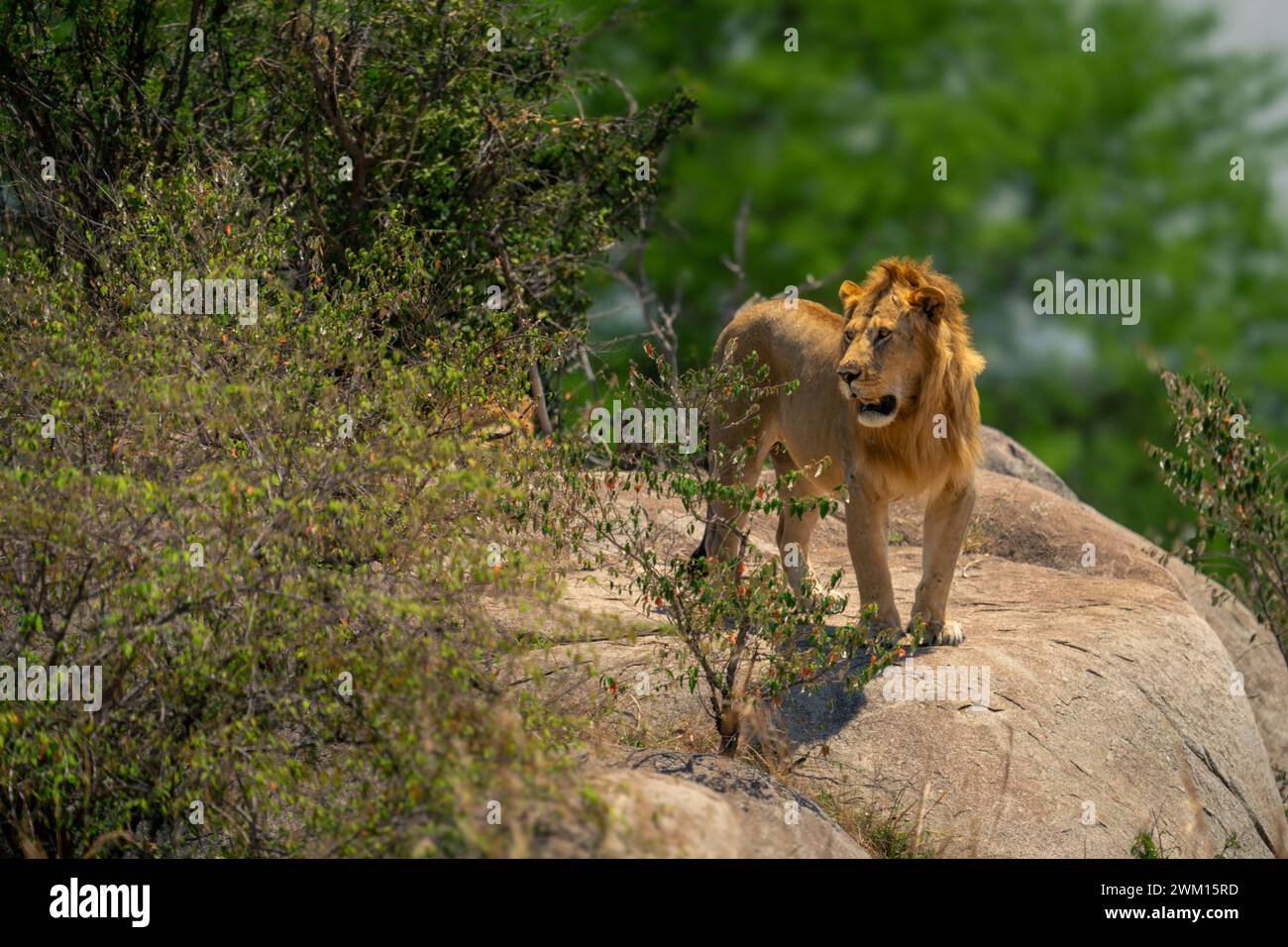 Male lion standing on serengeti plains hi-res stock photography and ...