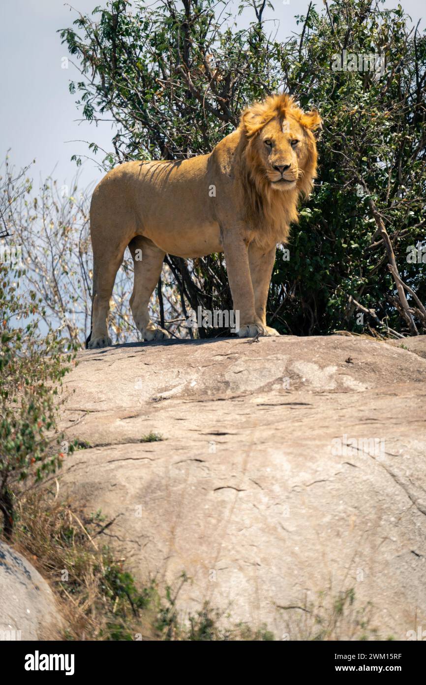 Male lion standing on serengeti plains hi-res stock photography and ...