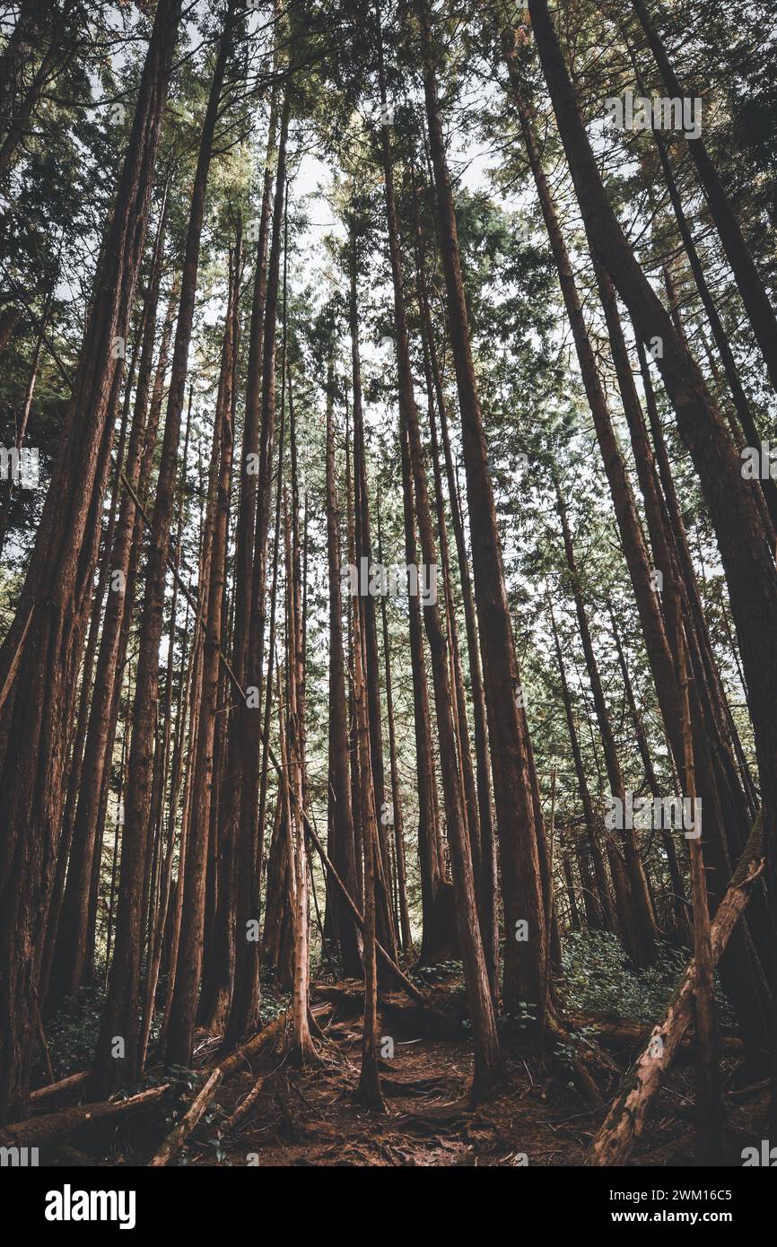 Skinny towering trees of the wilderness Stock Photo - Alamy