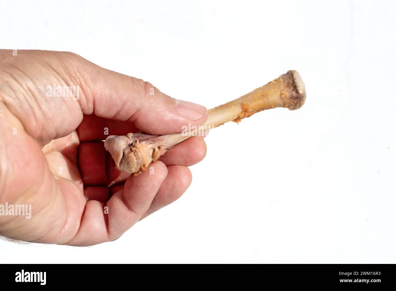Male hand holding a stripped chicken bone against a white background ...