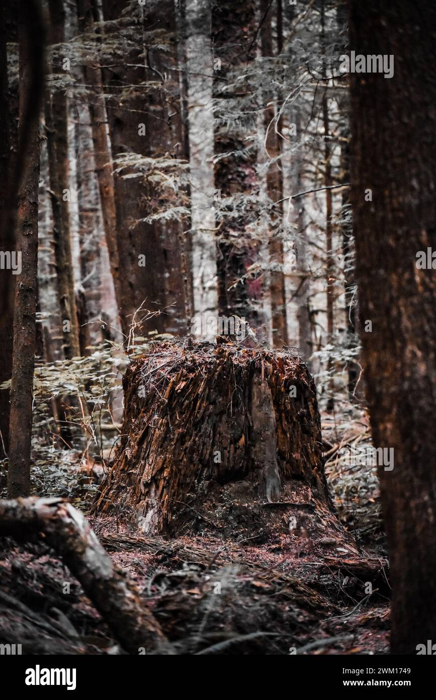 Rugged tree stump in the wilderness Stock Photo - Alamy