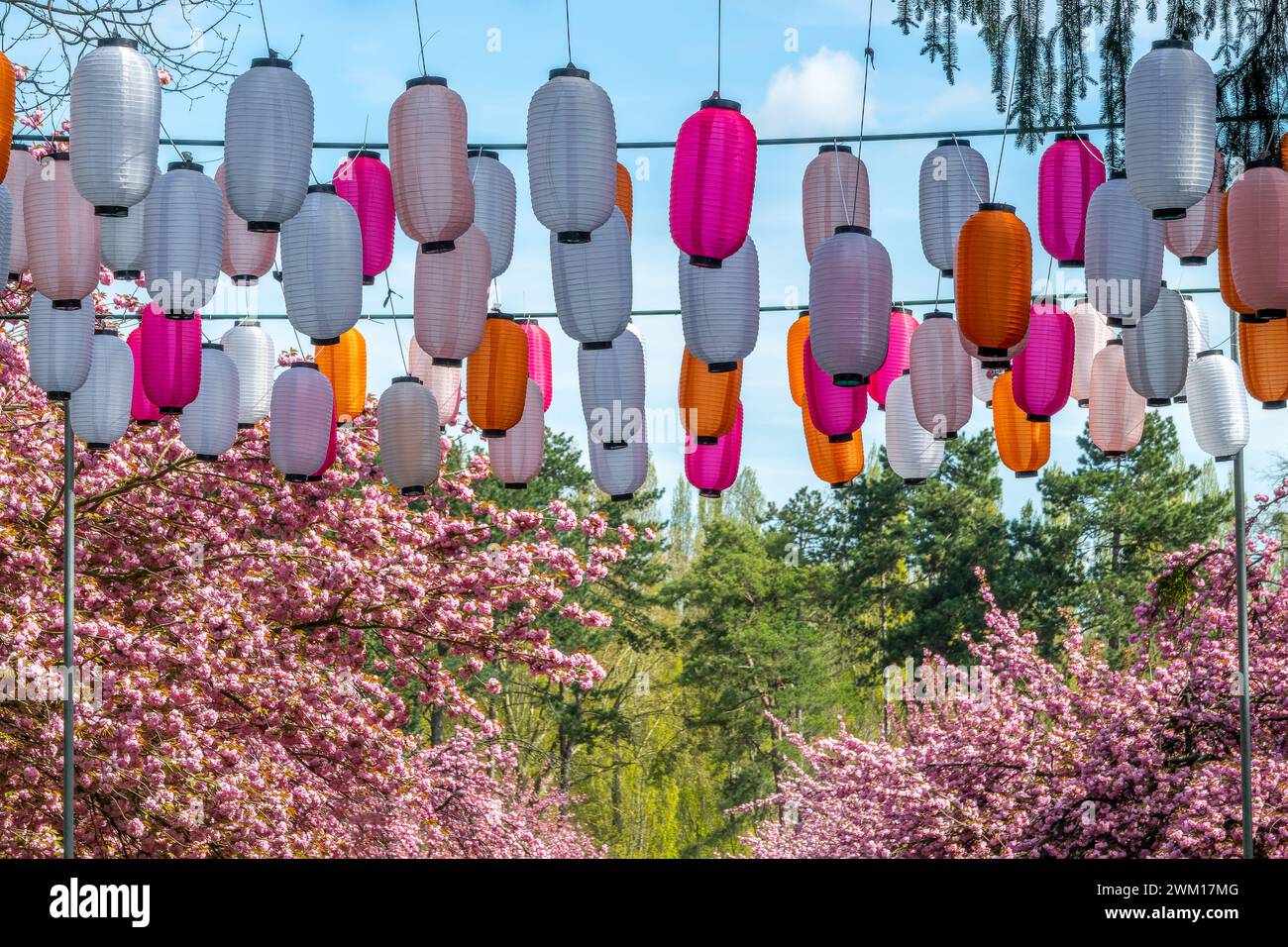 Cherry blossom, hanami festival in spring with Japanese lanterns in the ...