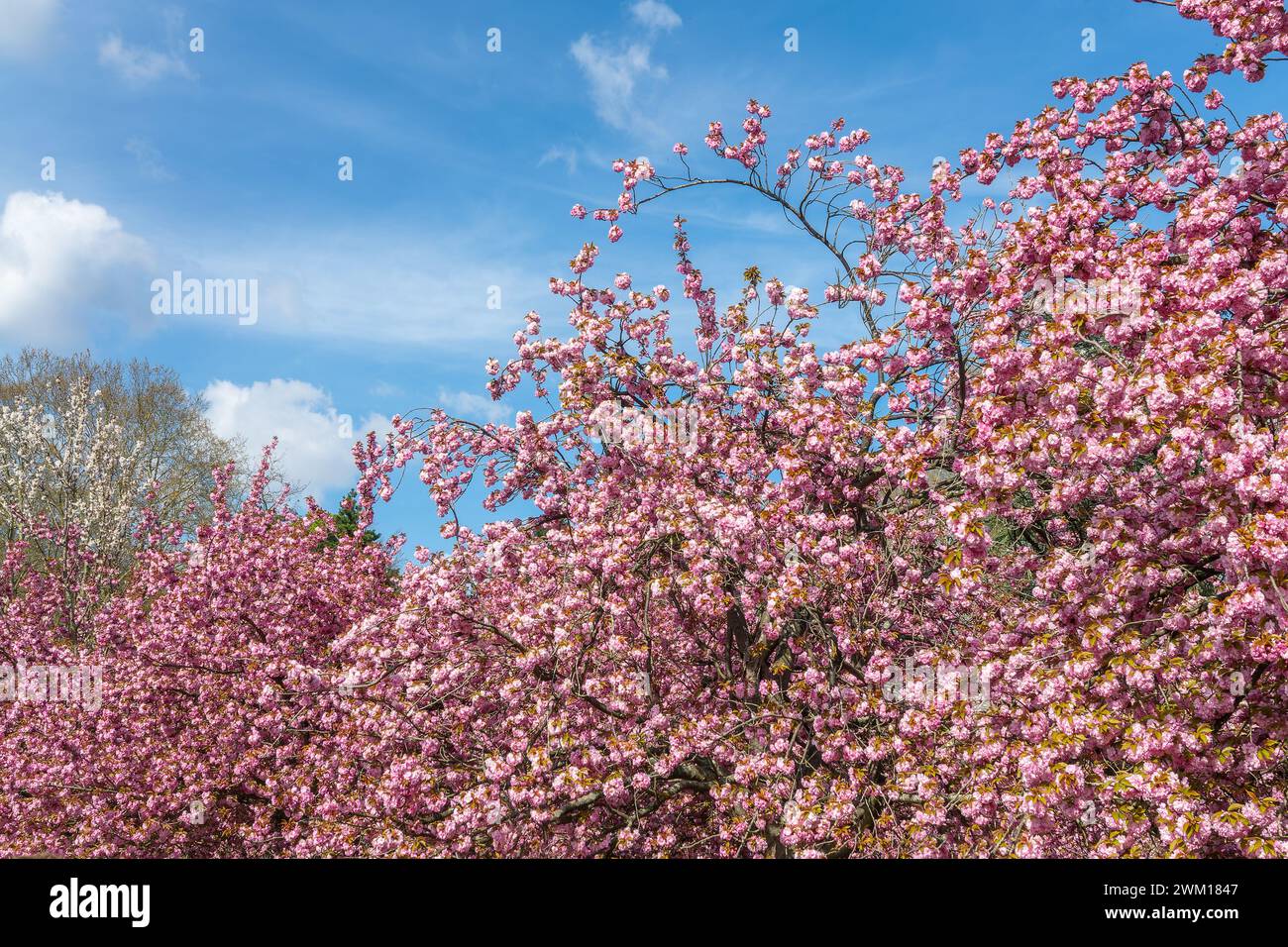 Pink cherry blossom in a cherry orchard with many trees in bloom in ...