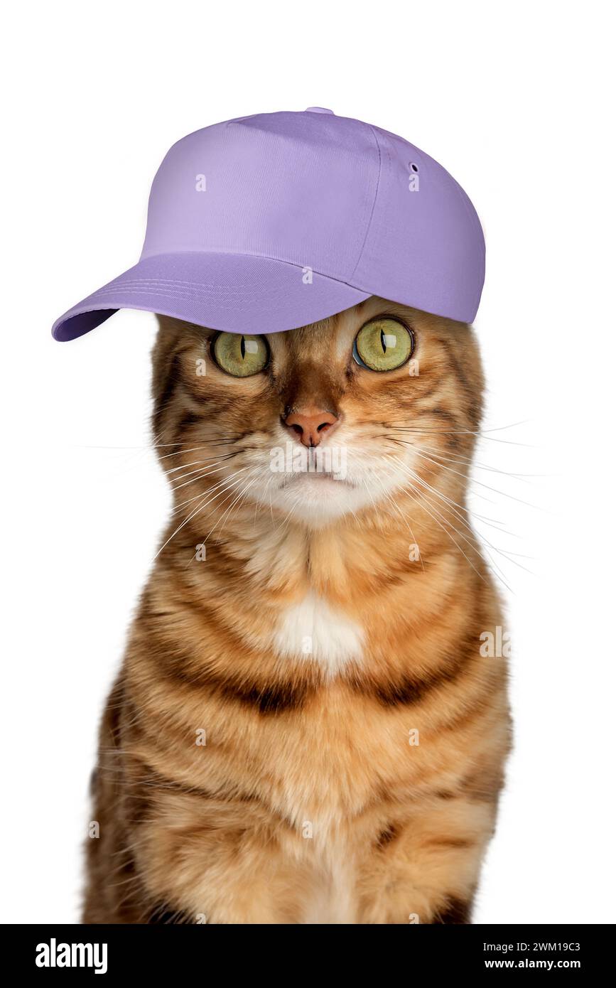 Bengal cat in a purple baseball cap on a white background. Cool cat ...