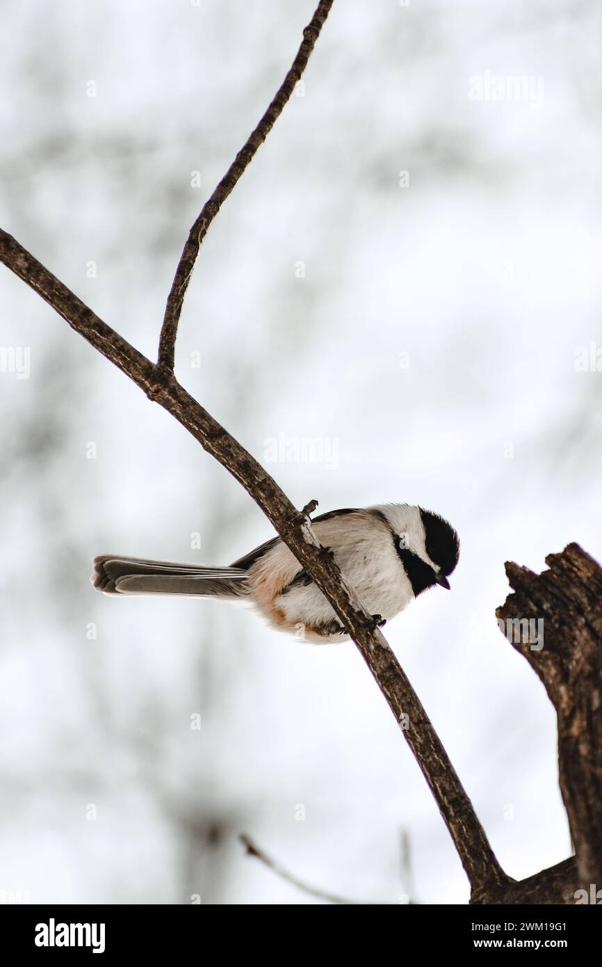 Black Capped Chickadee sits on skinny branch Stock Photo - Alamy