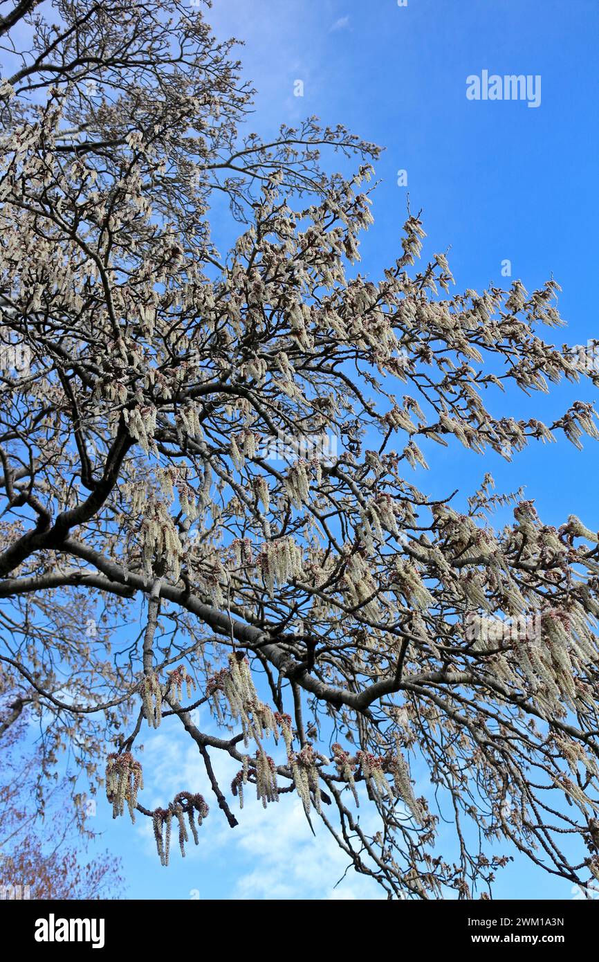 Populus alba flower hi-res stock photography and images - Alamy
