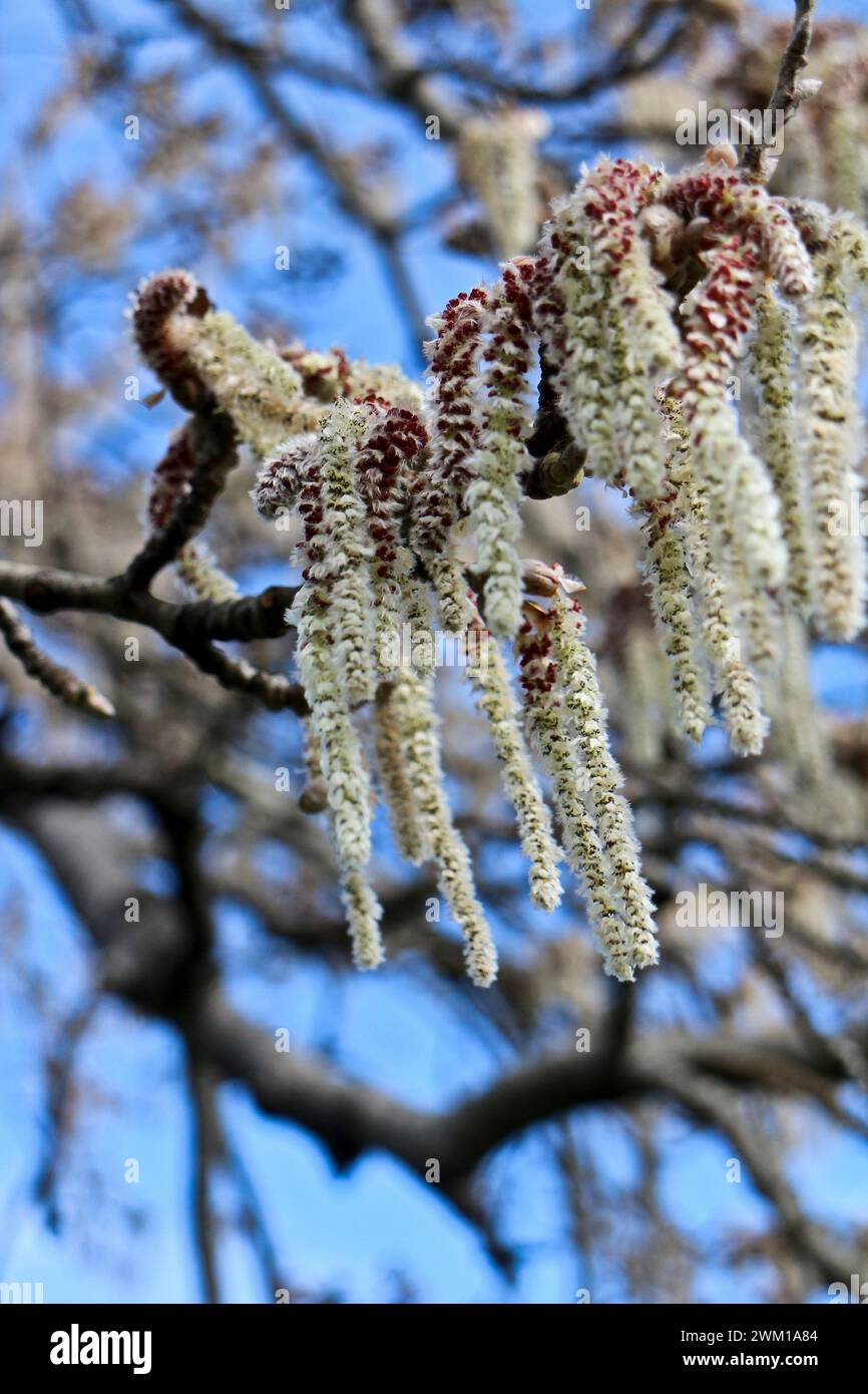Populus alba flower hi-res stock photography and images - Alamy