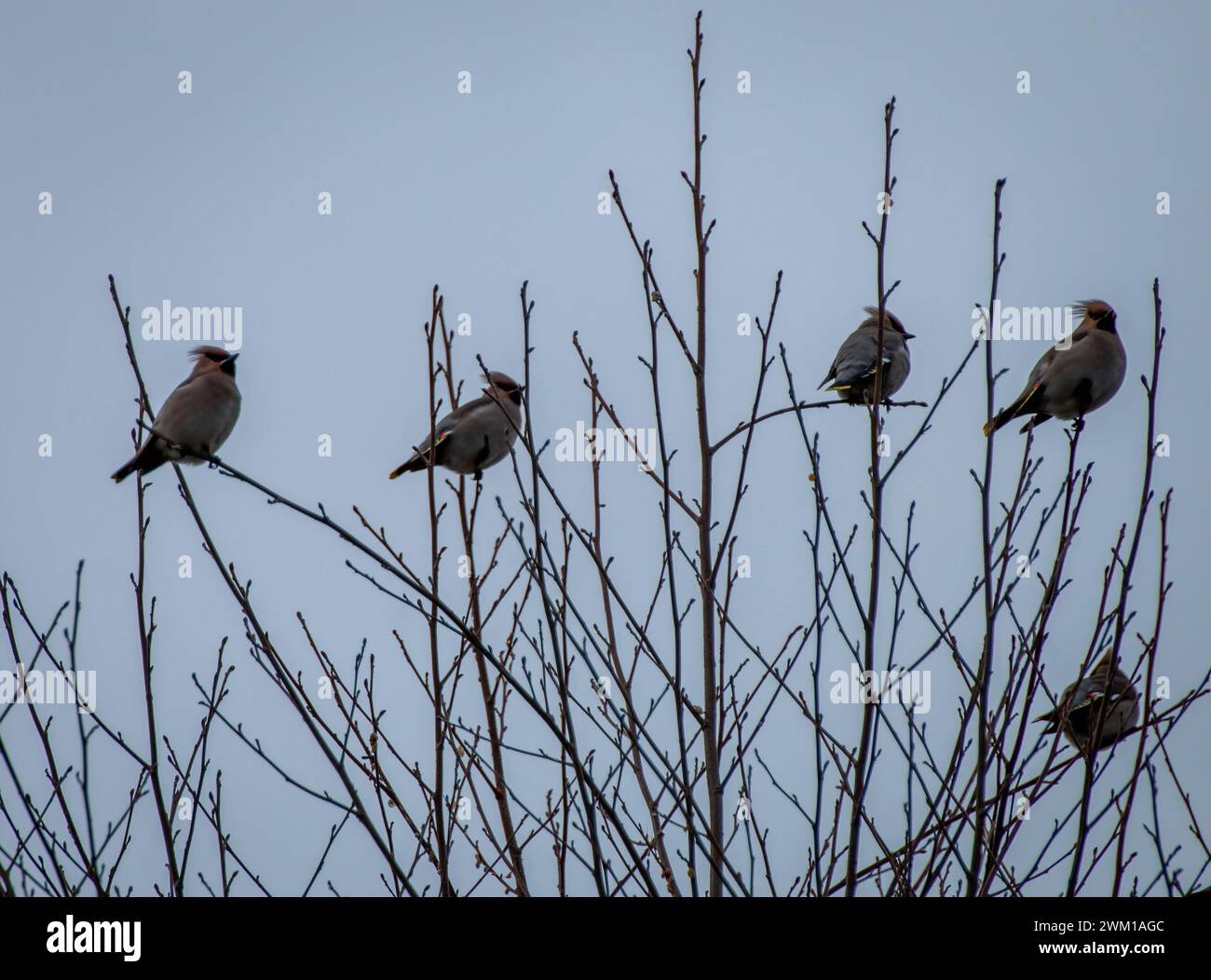 Six branches hi-res stock photography and images - Alamy
