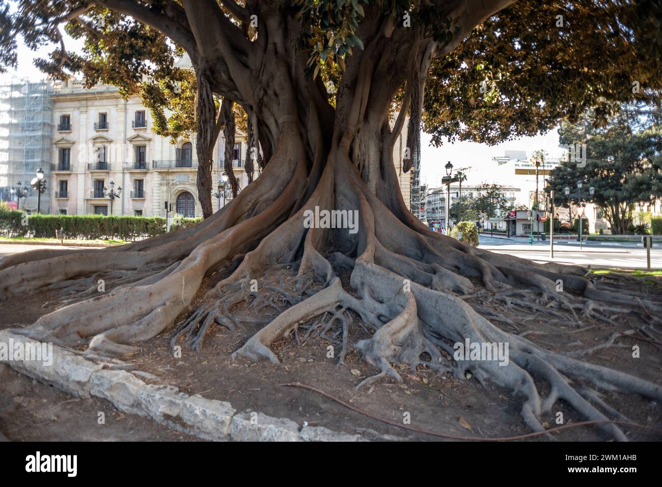 Valencia, February 18th 2024: Tree roots in Plaza Porta de la Mar Stock ...