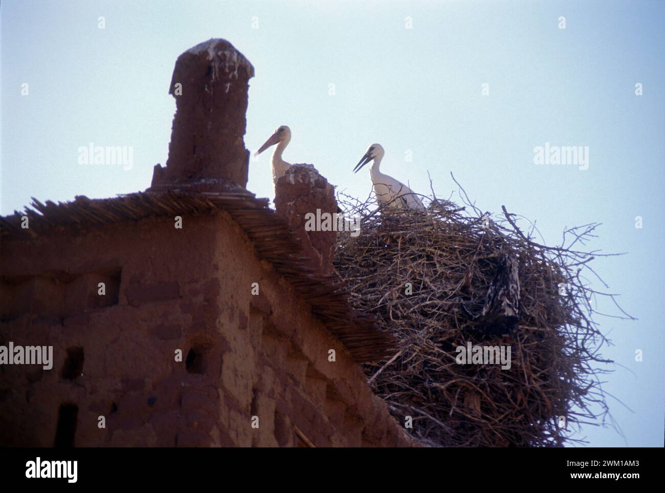 Morocco oases animals hi-res stock photography and images - Alamy