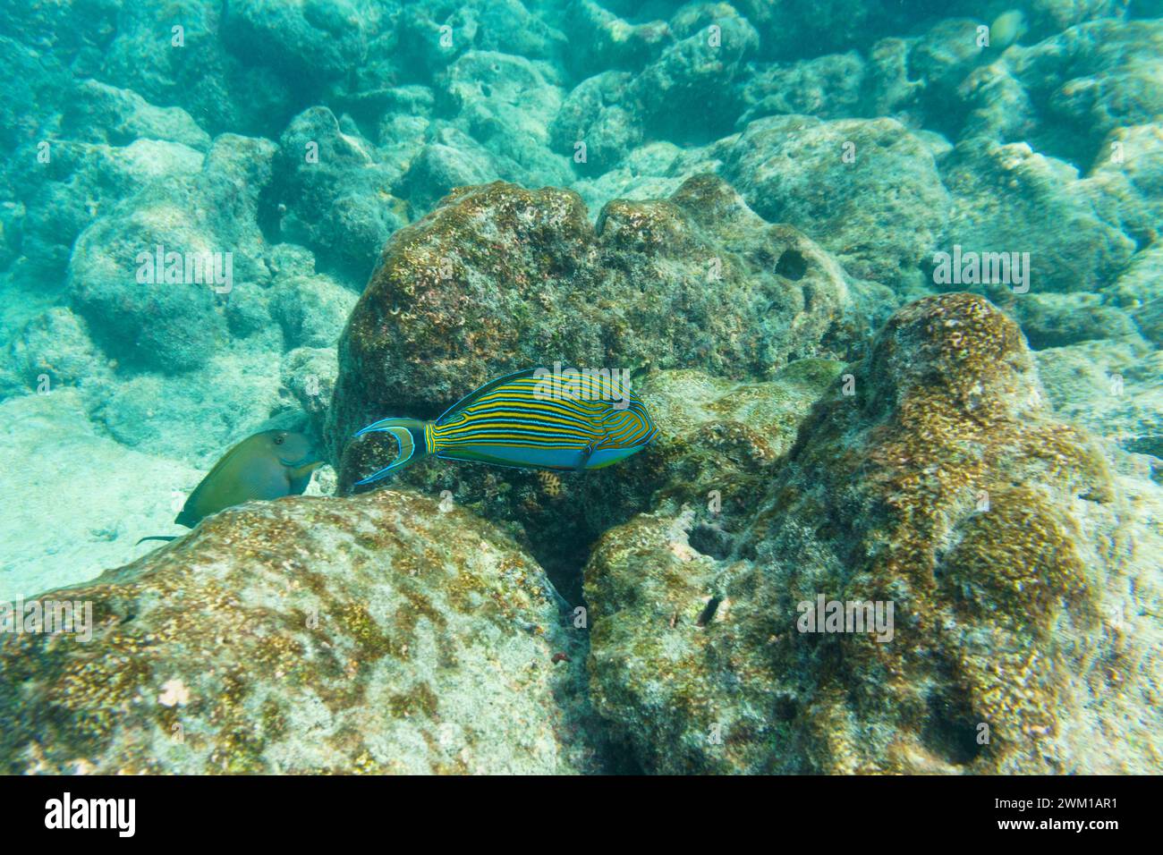 Blue banded surgeonfish (Acanthurus lineatus). Tropical and coral sea ...