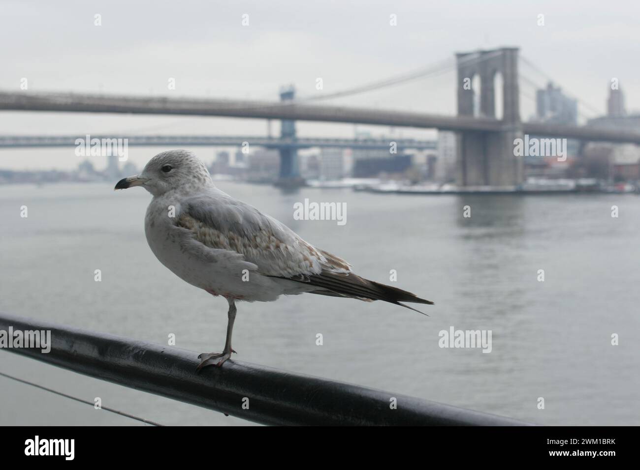 4066755 New York, February 2008. The Brooklyn Bridge (also known as the ...