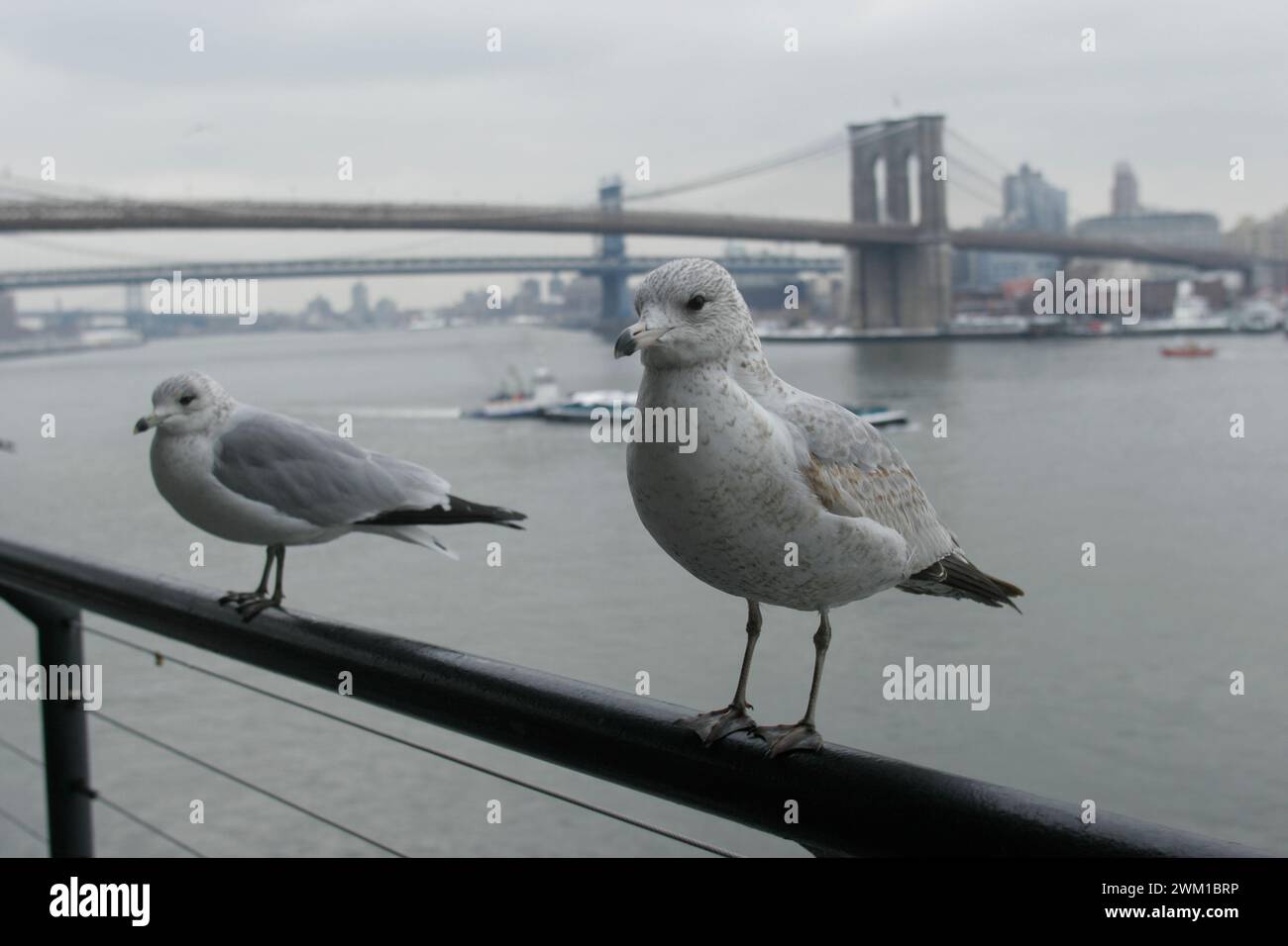 4066758 New York, February 2008. The Brooklyn Bridge (also known as the ...