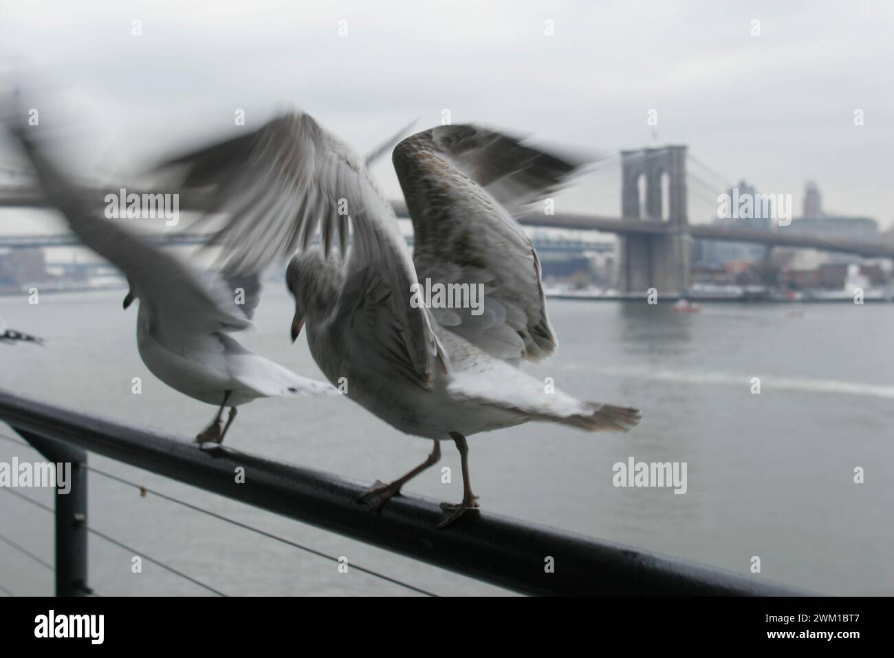 4066757 New York, February 2008. The Brooklyn Bridge (also known as the ...