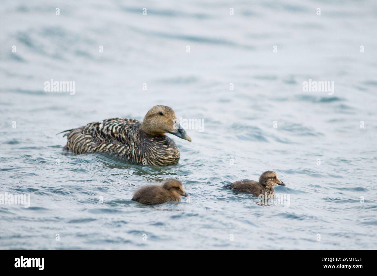 Group of common eider ducks Somateria mollissima mother and newborn ...