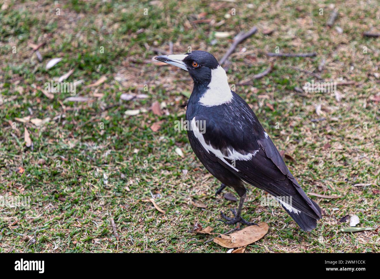 An Australian magpie (Gymnorhina tibicen) seen in New South Wales ...