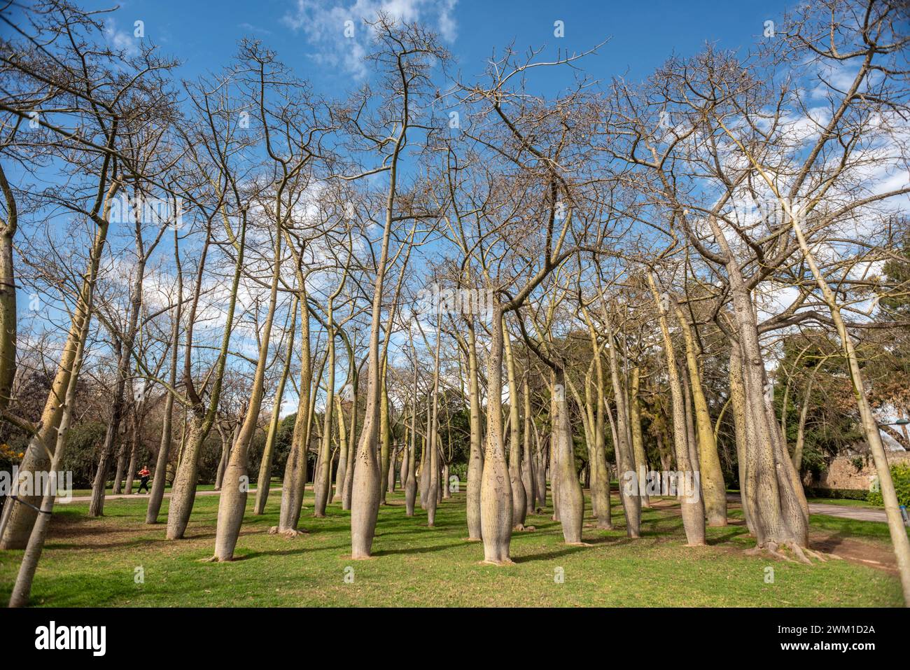 Valencia, February 19th 2024: Trees in the old river park Stock Photo ...