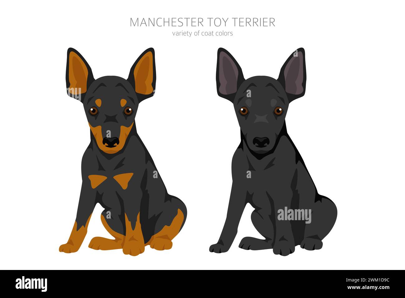 Manchester toy terrier puppy clipart. Different poses, coat colors set ...