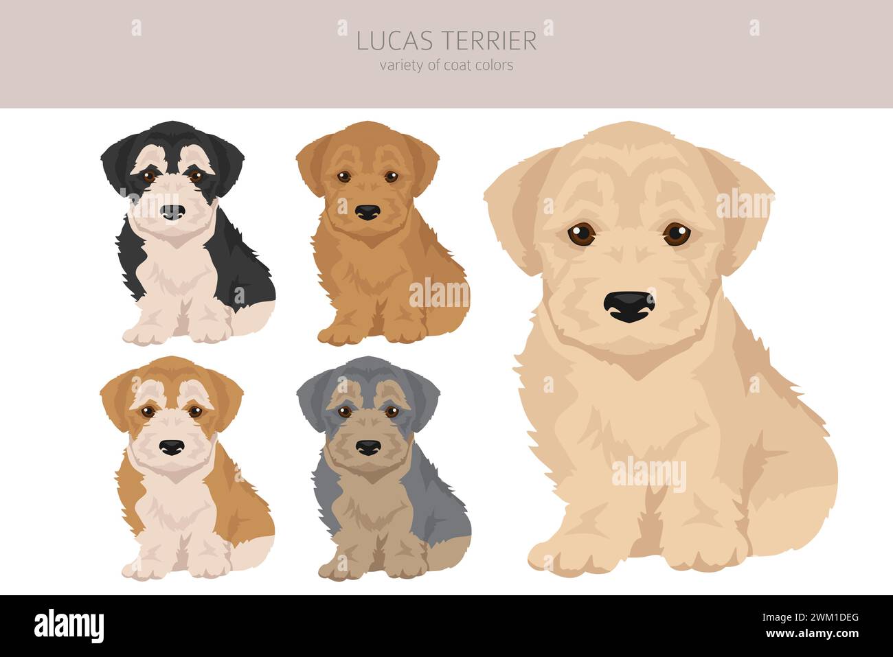 Lucas terrier clipart. Different coat colors set. Vector illustration ...