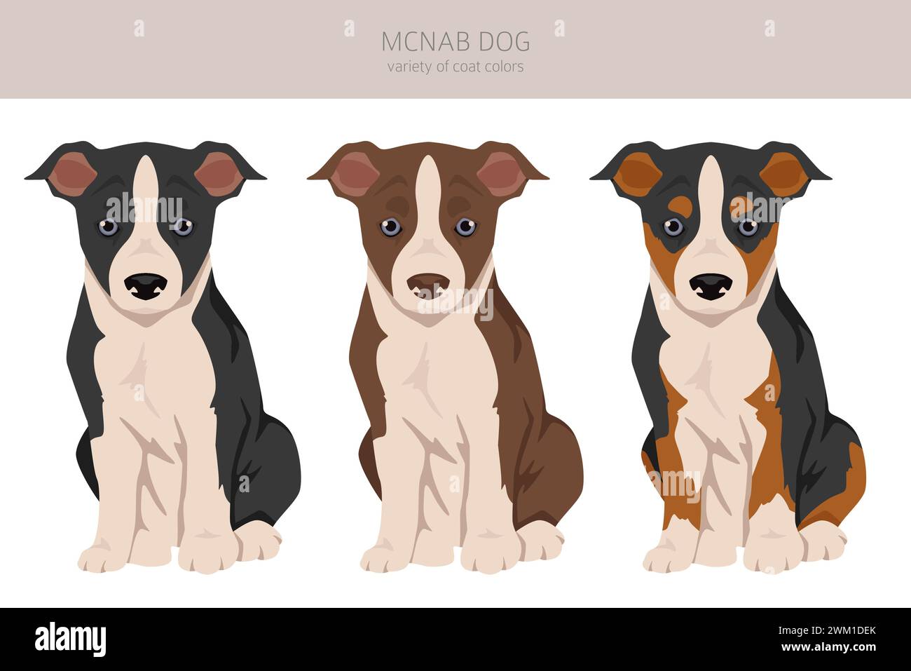 McNab dog puppy clipart. All coat colors set. All dog breeds ...