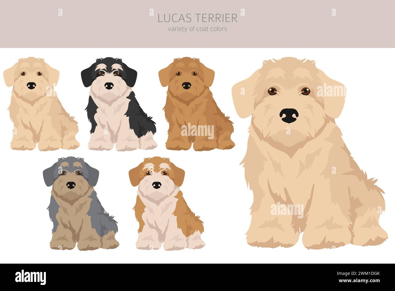Lucas terrier clipart. Different coat colors set. Vector illustration ...