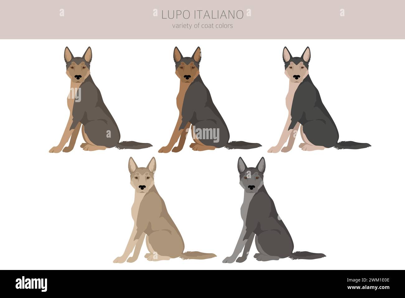 Lupo italiano coat colors hi-res stock photography and images - Alamy