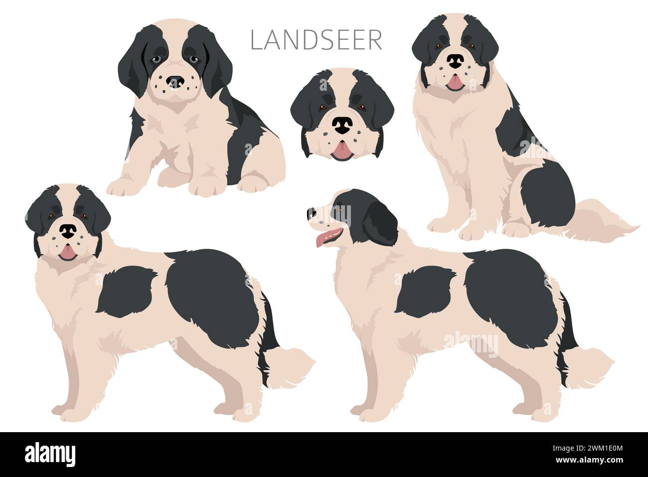 Newfoundland dog cartoon illustration Stock Vector Images - Alamy