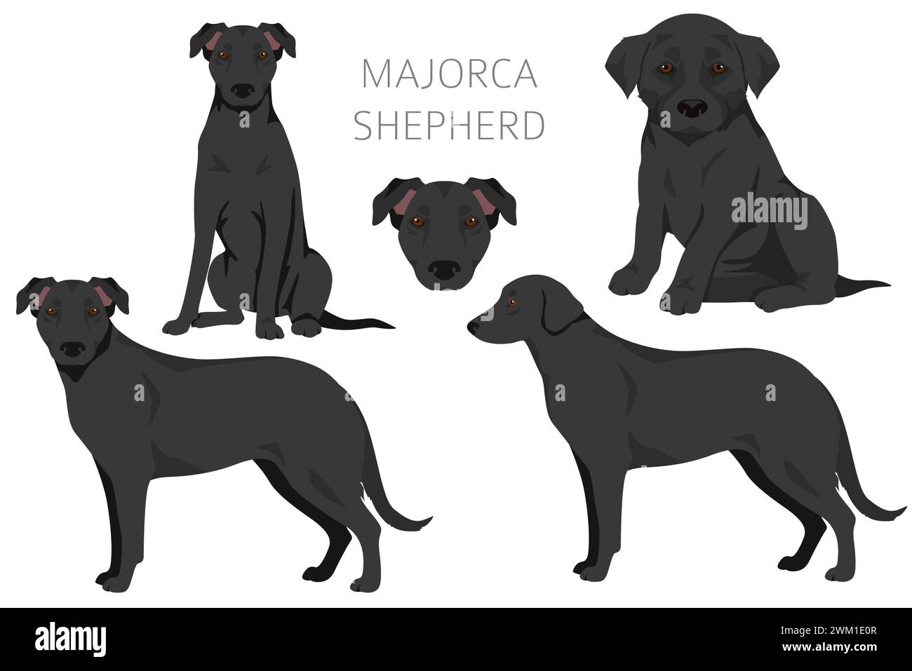Majorca Shepherd dog clipart. All coat colors set. All dog breeds ...