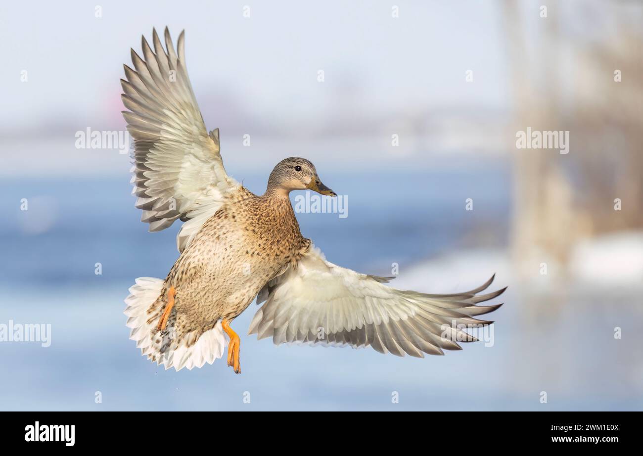 Female mallard duck in flight isolated against a blue winter sky in ...