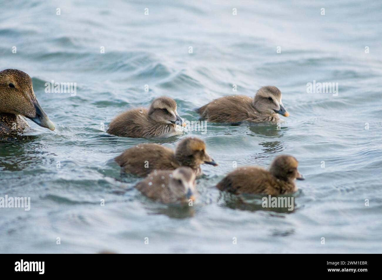 Baibes hi-res stock photography and images - Alamy