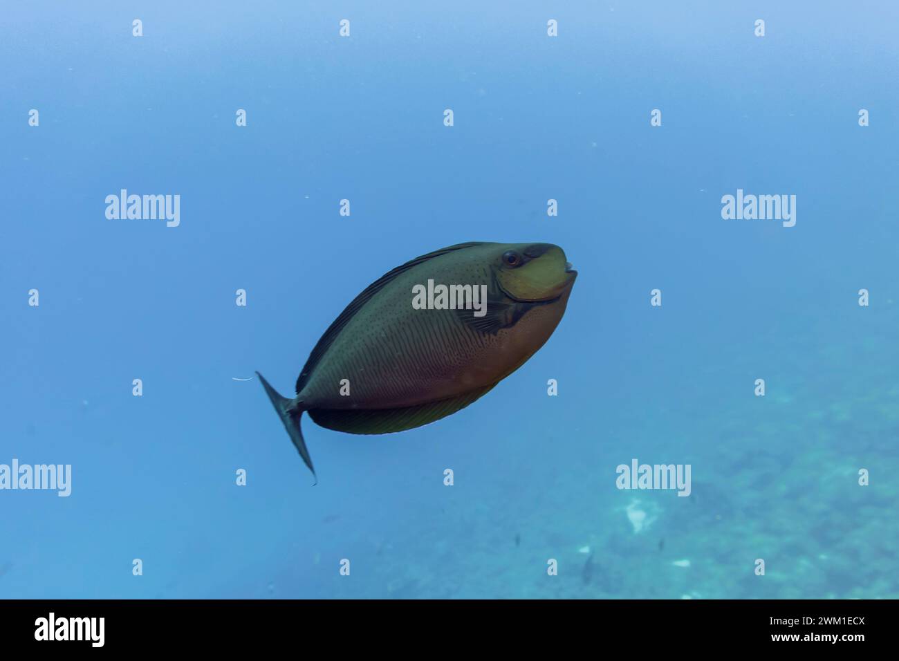 Parrotfish in the coral reef of Maldives island. Tropical and coral sea ...