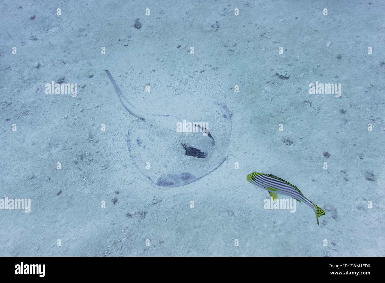 Scary stingray hi-res stock photography and images - Alamy