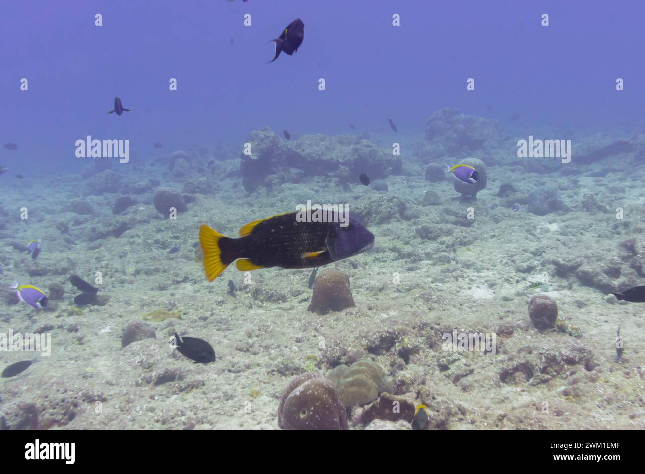 Orange-spotted emperor fish (Lethrinus erythracanthus) in the coral ...