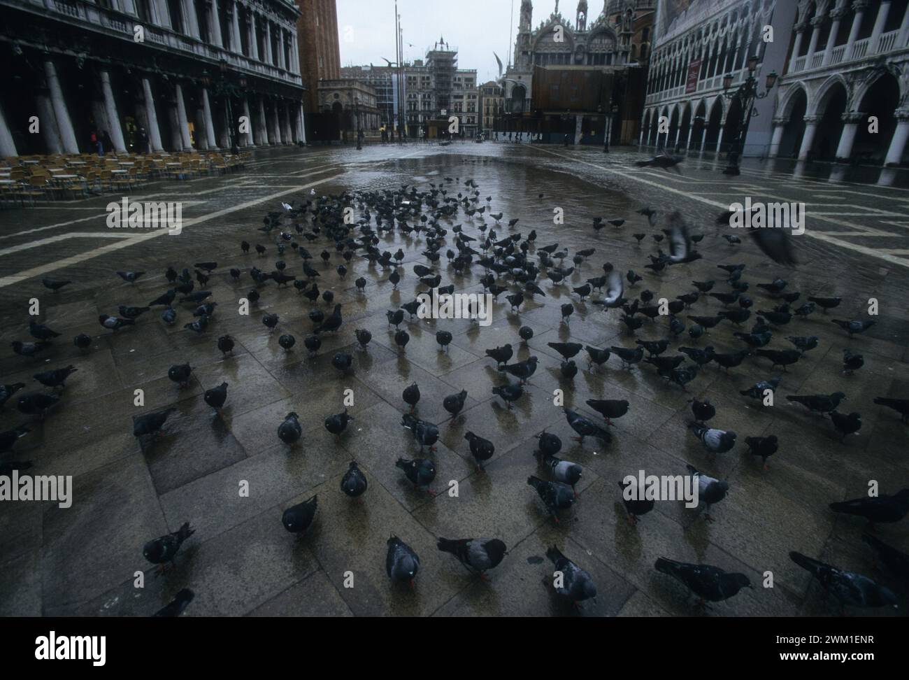 1998 venice italy pigeons hi-res stock photography and images - Alamy