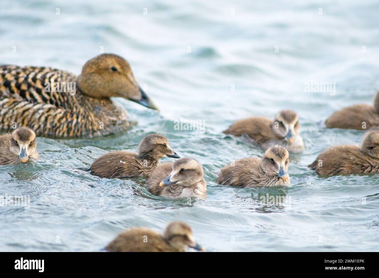 Group of common eider ducks Somateria mollissima mother and newborn ...