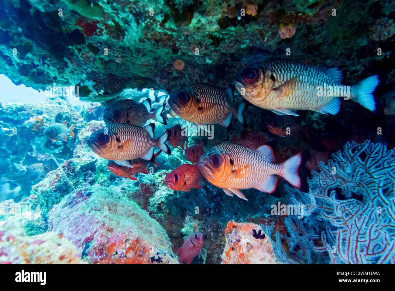 Blacktip soldier fish (Myripristis botche) in the coral reef of ...