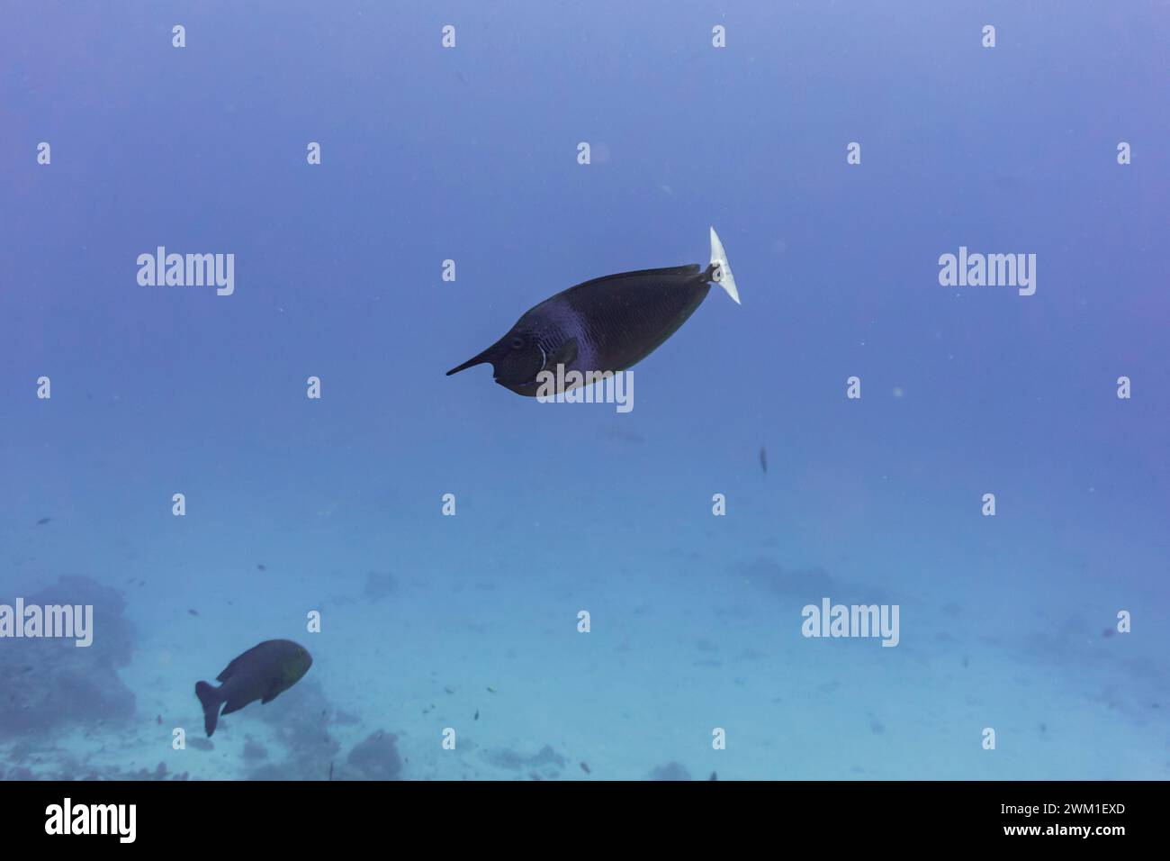 Groupers hawaii hi-res stock photography and images - Alamy