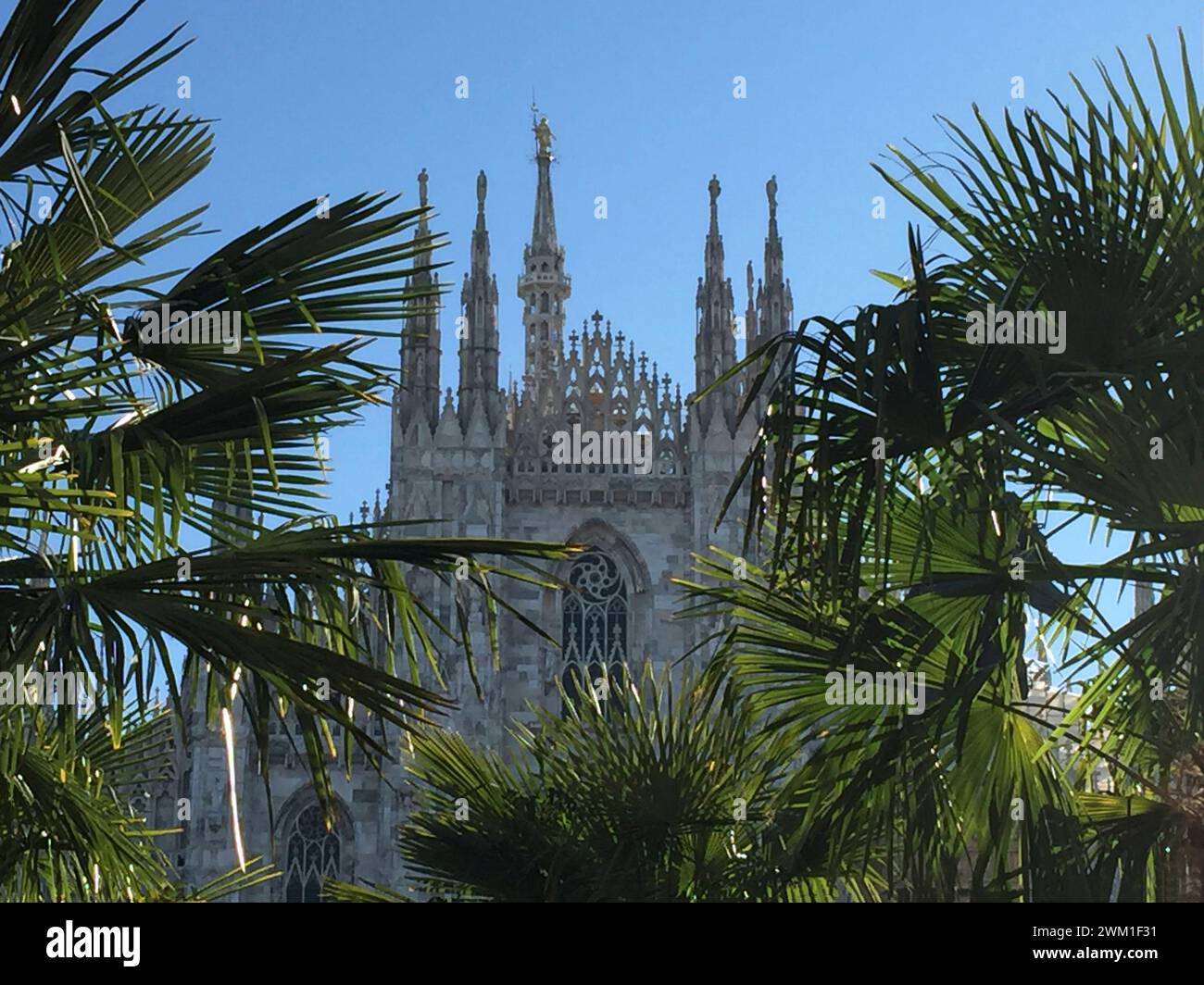 4068130 Milan, January 2017. Starbucks-sponsored palm trees in Piazza ...