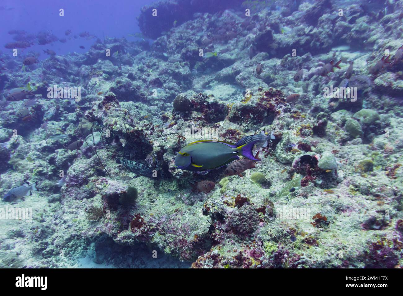Yellowfin surgeon fish in the coral reef of Maldives island. Tropical ...